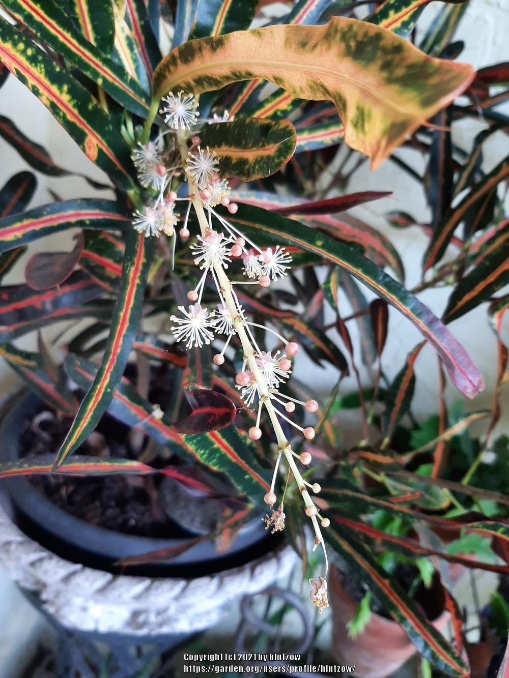 Garden Croton (Codiaeum variegatum 'Luna') in the Crotons Database ...