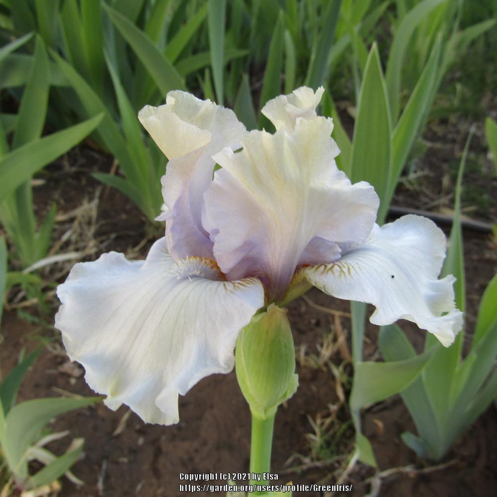 Intermediate Bearded Iris (Iris 'Amakiki') in the Irises Database ...