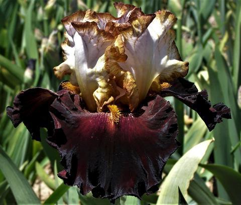 Tall Bearded Iris (Iris 'Edge of Eternity') in the Irises Database ...