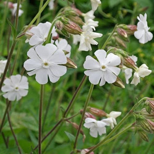 Nodding Catchfly (Silene pendula 'Snowdrop') - Garden.org