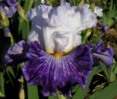 Photo of the bloom of Tall Bearded Iris (Iris 'Ocean Sunset') posted by ...