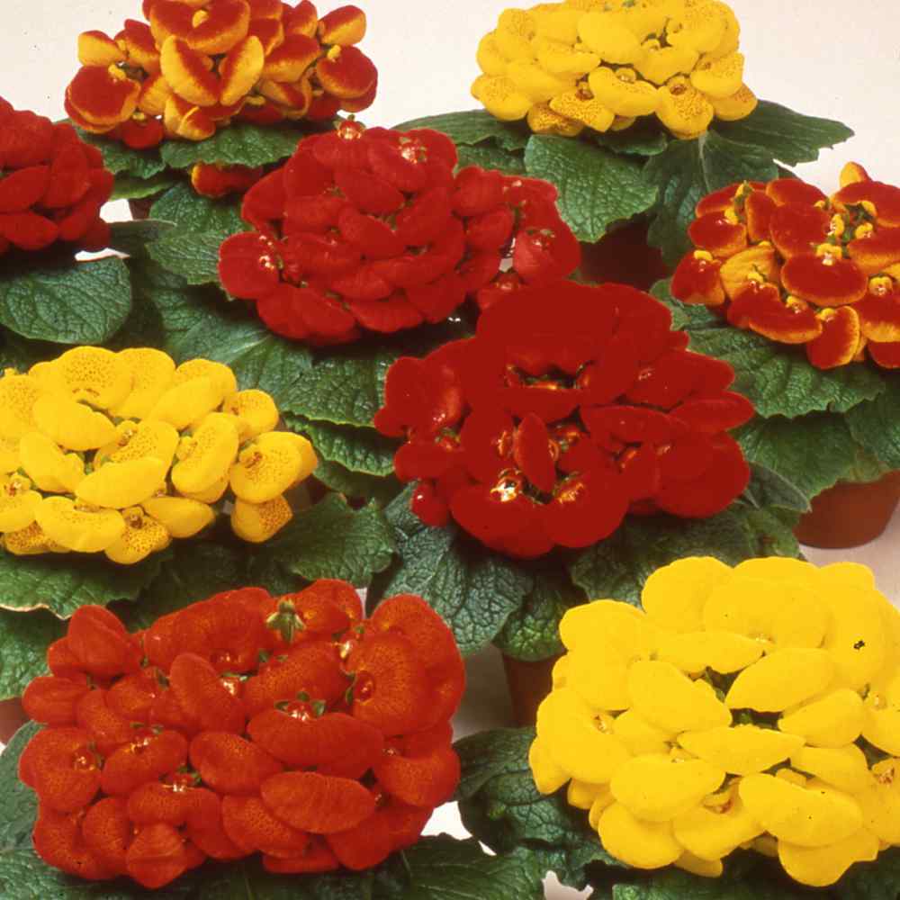 Slipper Flower (Calceolaria x herbeohybrida 'Fascination Mix') - Garden.org