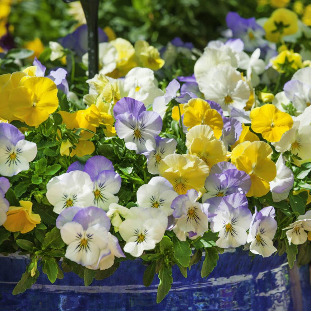 Pansy (Viola x wittrockiana Cool Wave® Pastel Mix) in the Violas ...
