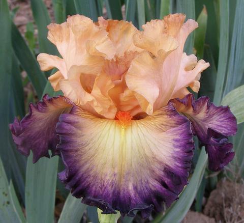 Photo of the bloom of Tall Bearded Iris (Iris 'Folies Bergere') posted ...