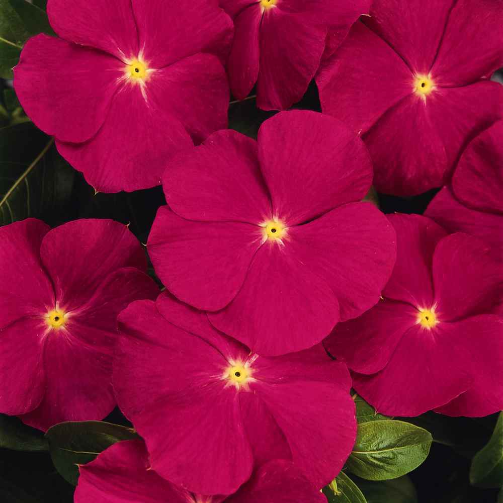 Periwinkle (Catharanthus roseus 'Dwarf Little Linda') - Garden.org