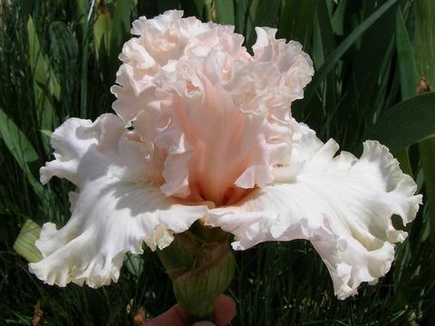 Tall Bearded Iris (Iris 'Blushed') in the Irises Database - Garden.org