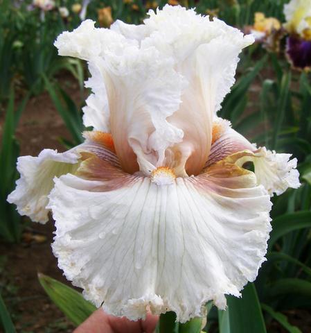 Tall Bearded Iris (Iris 'Castle Peak') in the Irises Database - Garden.org