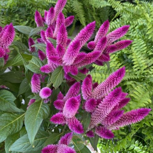 Celosia argentea Intenz™ Classic - Garden.org