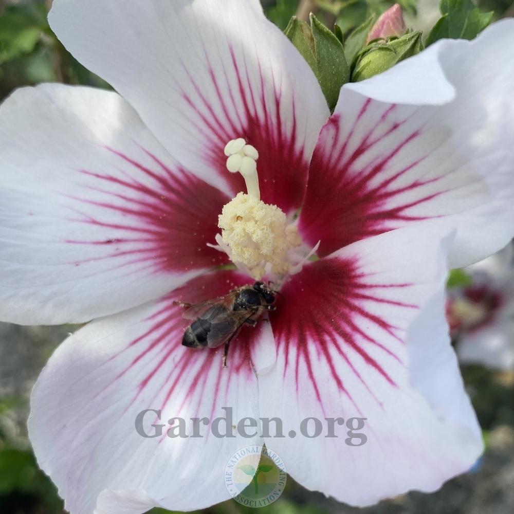 Rose of Sharon (Hibiscus syriacus Chateau™ de Chantilly) in the Roses ...