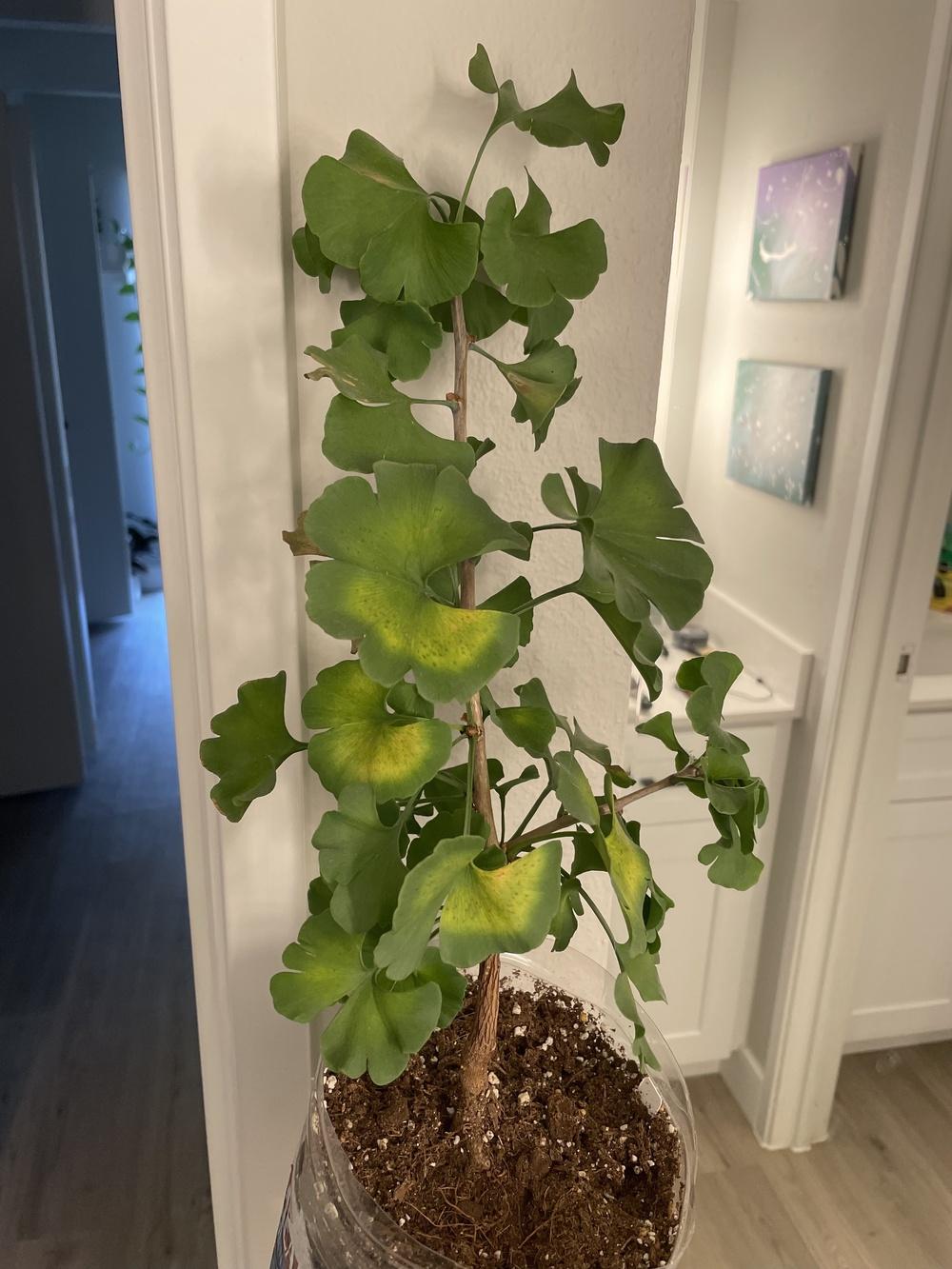 Root rot on Ginkgo in the Ask a Question forum - Garden.org