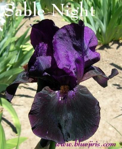 Photo of the bloom of Tall Bearded Iris (Iris 'Sable Night') posted by Joy - Garden.org