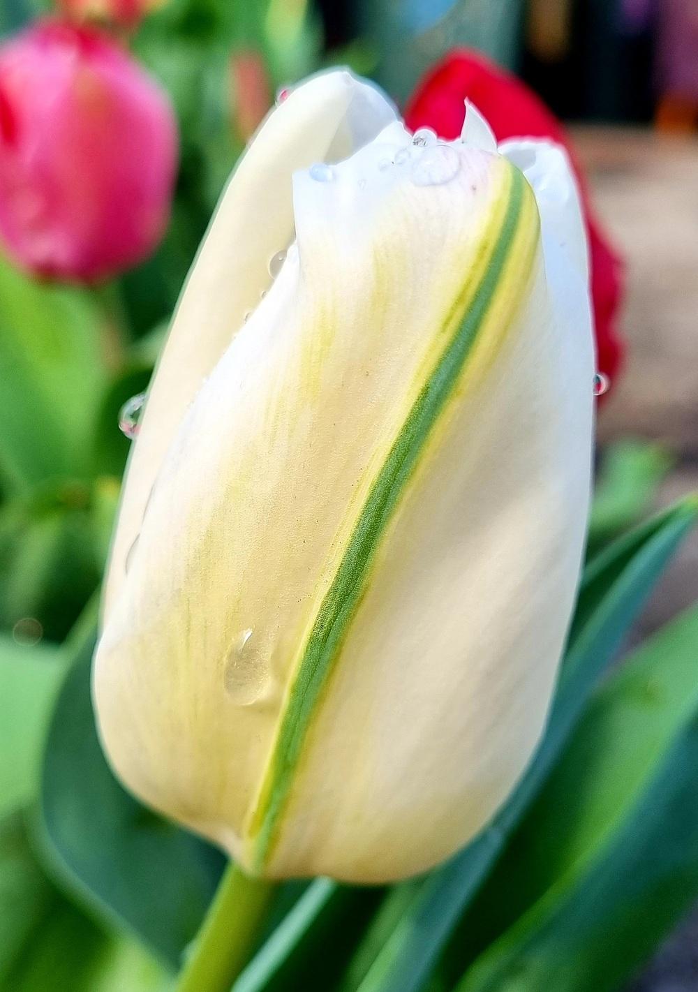 Photo of the bloom of Viridiflora Tulip (Tulipa 'Spring Green') posted ...