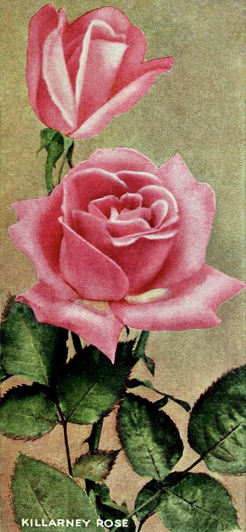 Rose (Rosa 'Killarney') in the Roses Database - Garden.org