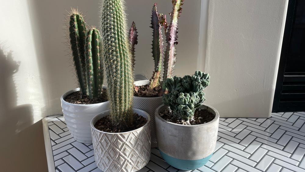 Moving cactus around the house in the Cactus and Succulents forum ...