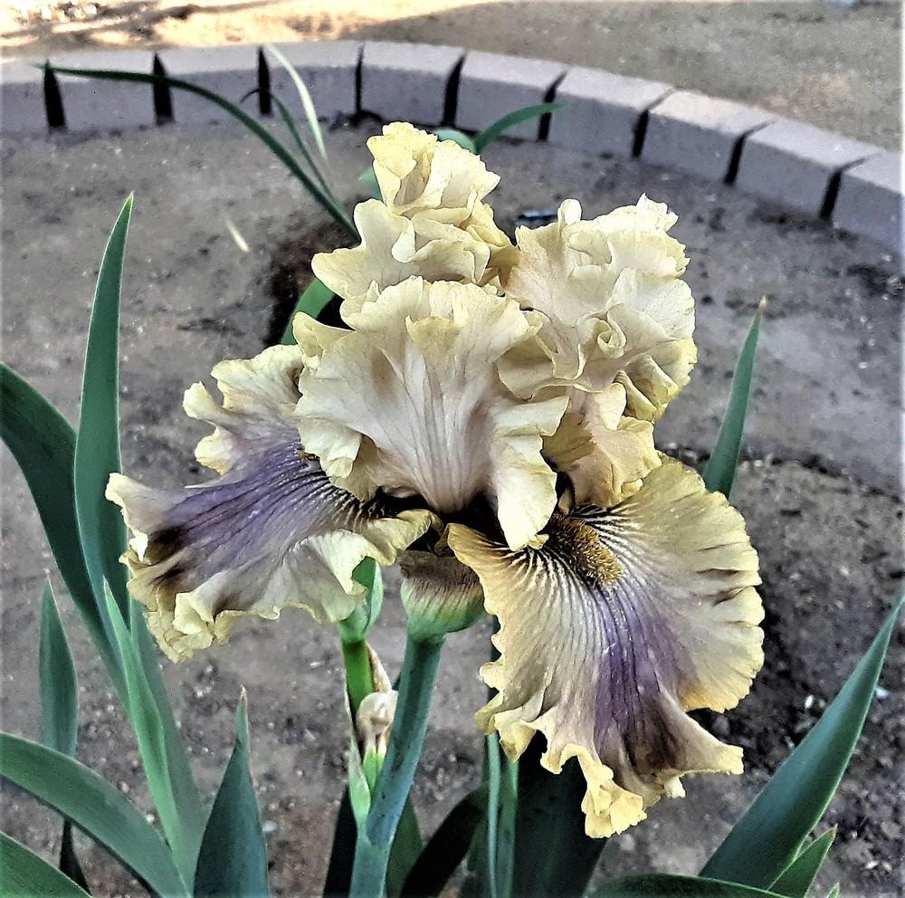 Photo of the bloom of Tall Bearded Iris (Iris 'Buckskin Ruffles ...