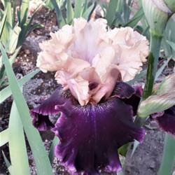 Tall Bearded Iris (Iris 'But Darling') in the Irises Database - Garden.org