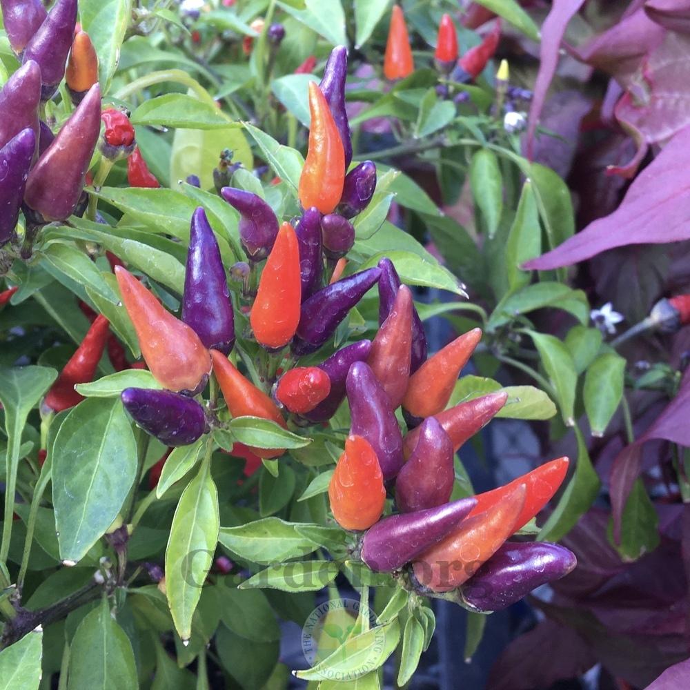 Ornamental Pepper (Capsicum annuum 'Sangria') in the Peppers Database ...