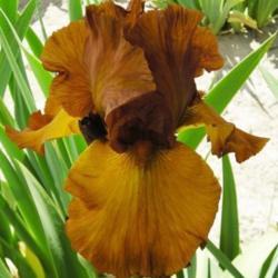 Tall Bearded Iris (Iris 'Maple Treat') in the Irises Database - Garden.org