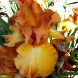 Tall Bearded Iris (Iris 'Harmonic Elegance') in the Irises Database - Garden.org