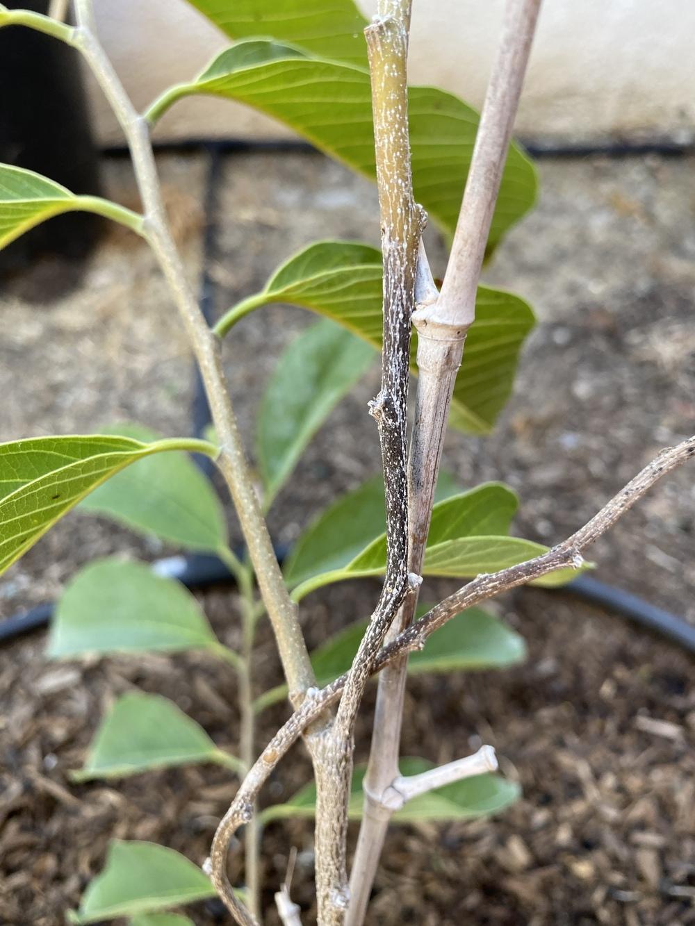 Stem becomes black and dies in the Ask a Question forum - Garden.org