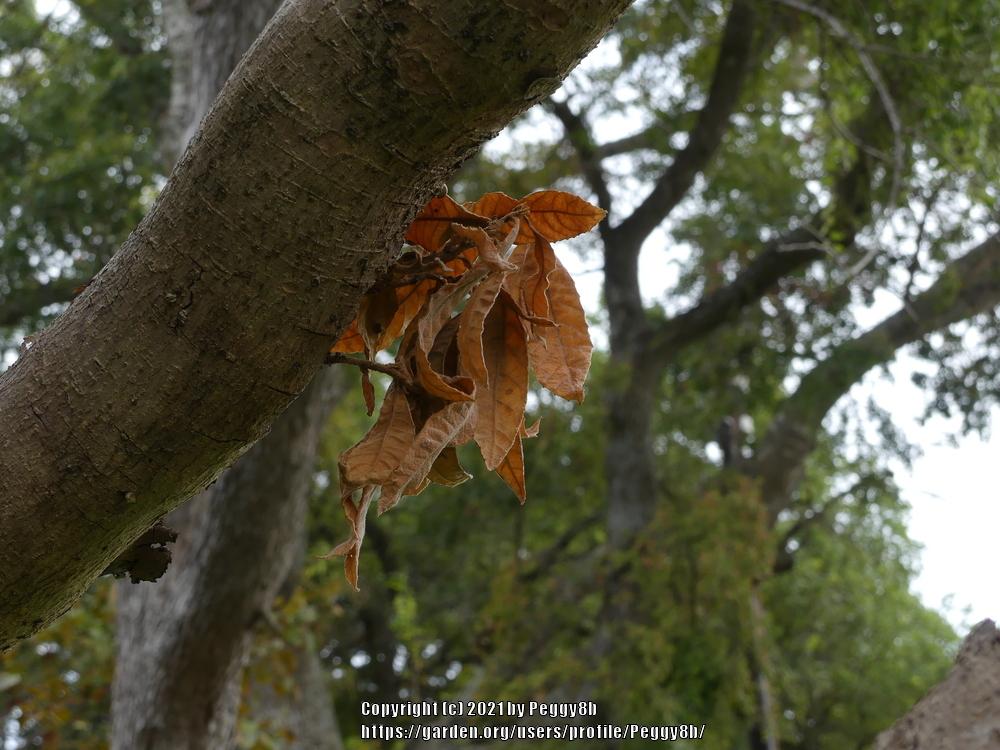 25' Loquat Tree Freeze Damage in the Trees and Shrubs forum - Garden.org