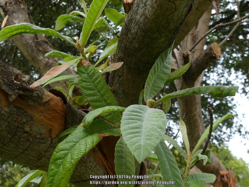 25' Loquat Tree Freeze Damage in the Trees and Shrubs forum - Garden.org