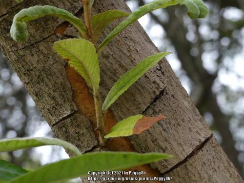 25' Loquat Tree Freeze Damage in the Trees and Shrubs forum - Garden.org