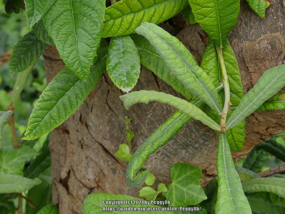 25' Loquat Tree Freeze Damage in the Trees and Shrubs forum - Garden.org