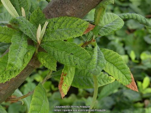 25' Loquat Tree Freeze Damage in the Trees and Shrubs forum - Garden.org