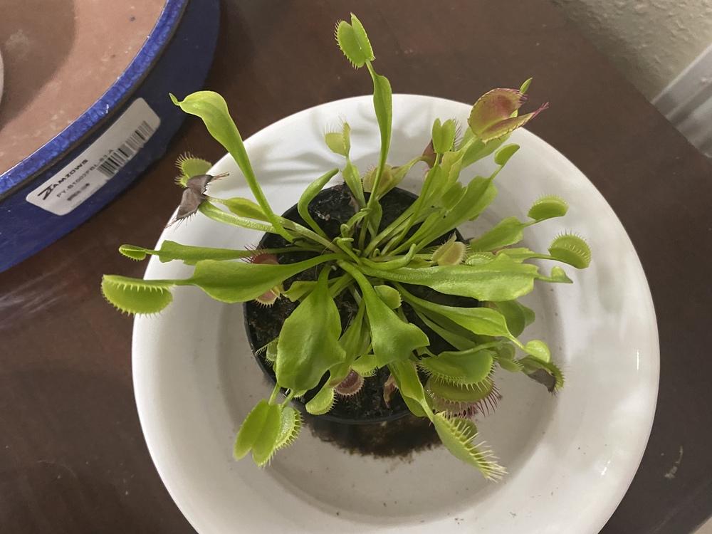 Venus fly trap dormancy in the Carnivorous Plants forum - Garden.org