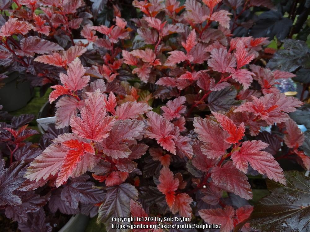 Photo of the leaves of Eastern Ninebark (Physocarpus opulifolius Little ...