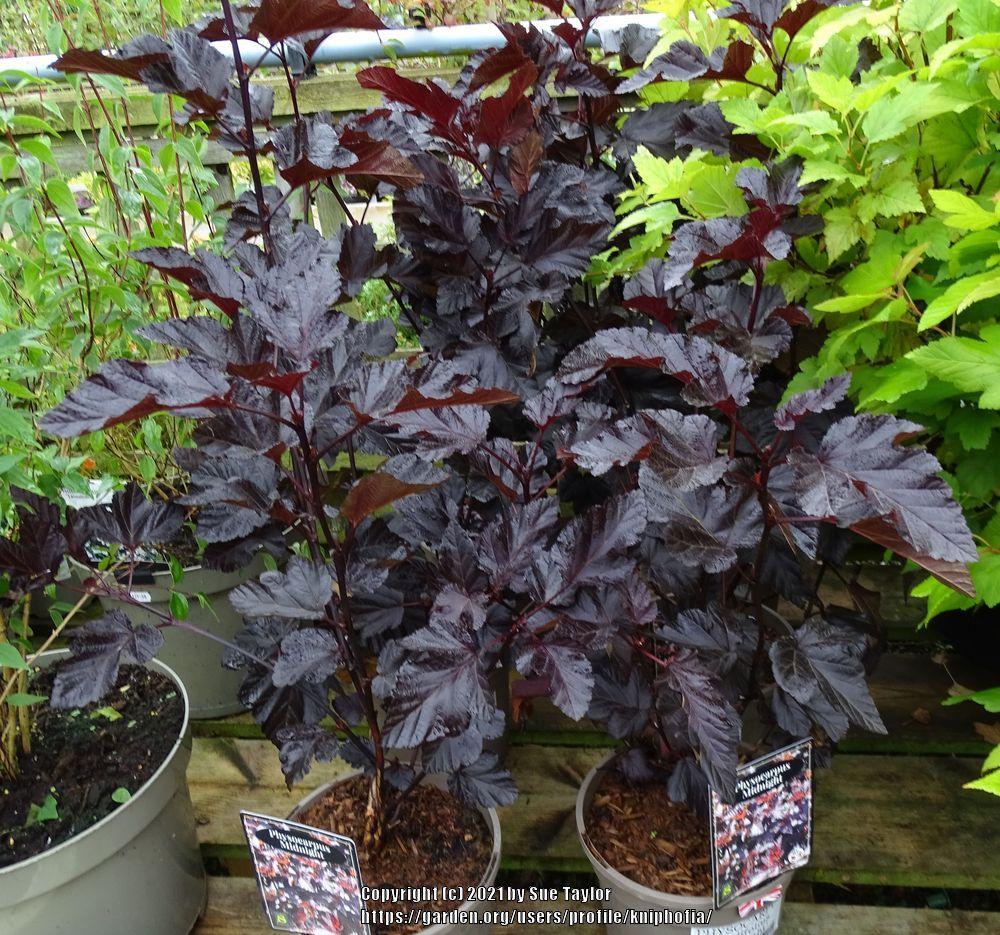 Eastern Ninebark (Physocarpus opulifolius Midnight®) in the Ninebarks ...