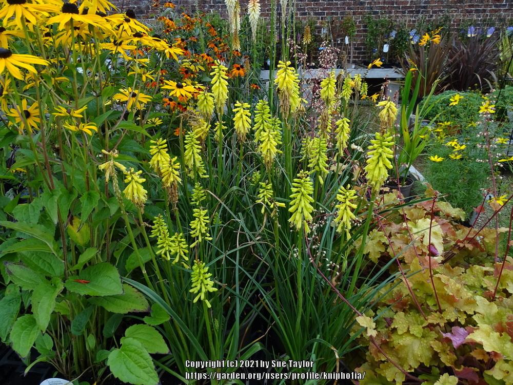 Torch Lily (Kniphofia 'Lemon Popsicle') in the Torch Lilies Database ...