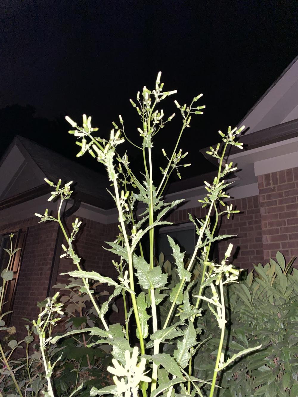 Dahlia offshoot plant with strange sprouts in the Plant ID forum ...