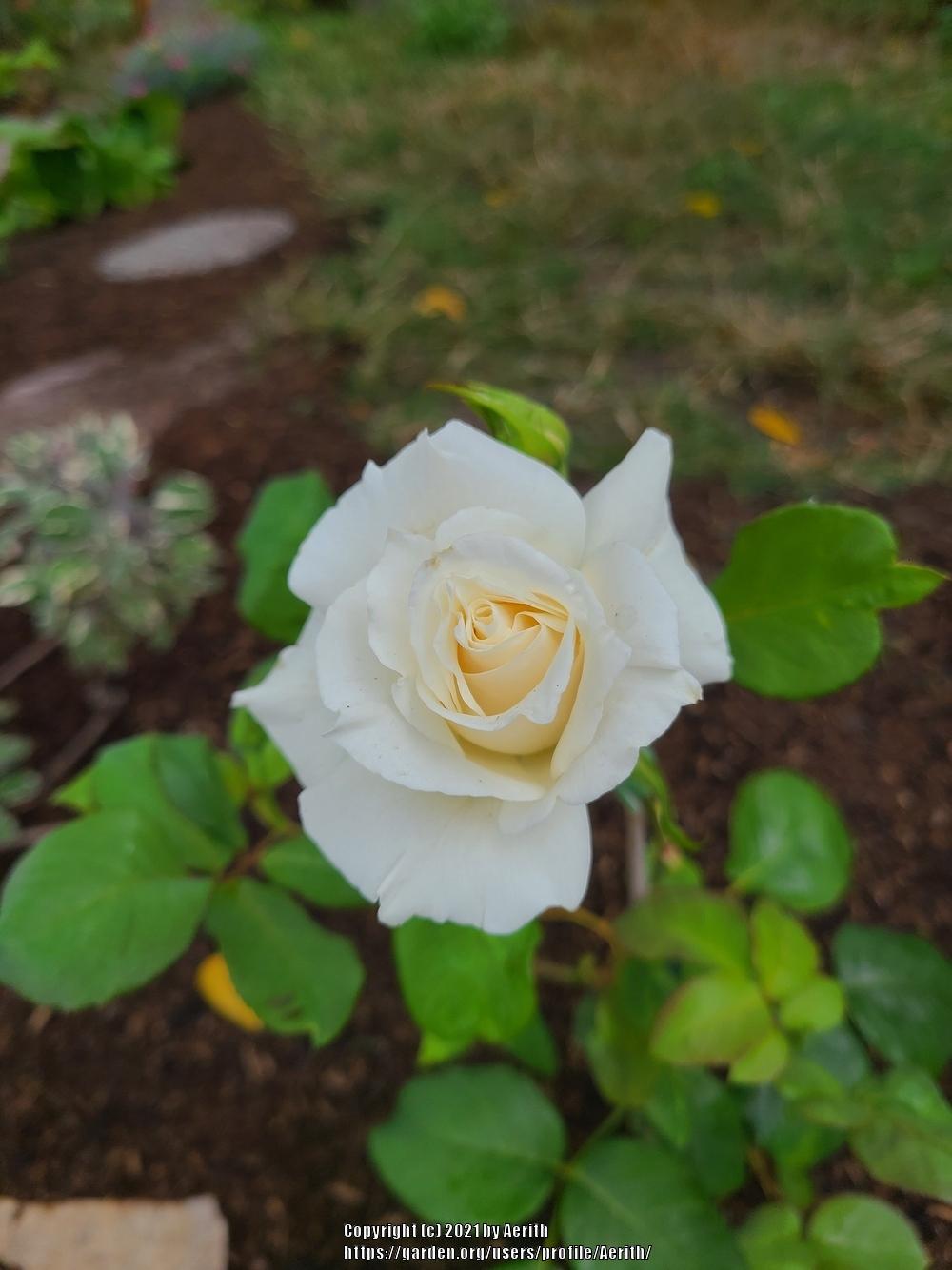 Rose (Rosa 'White Knight') in the Roses Database - Garden.org