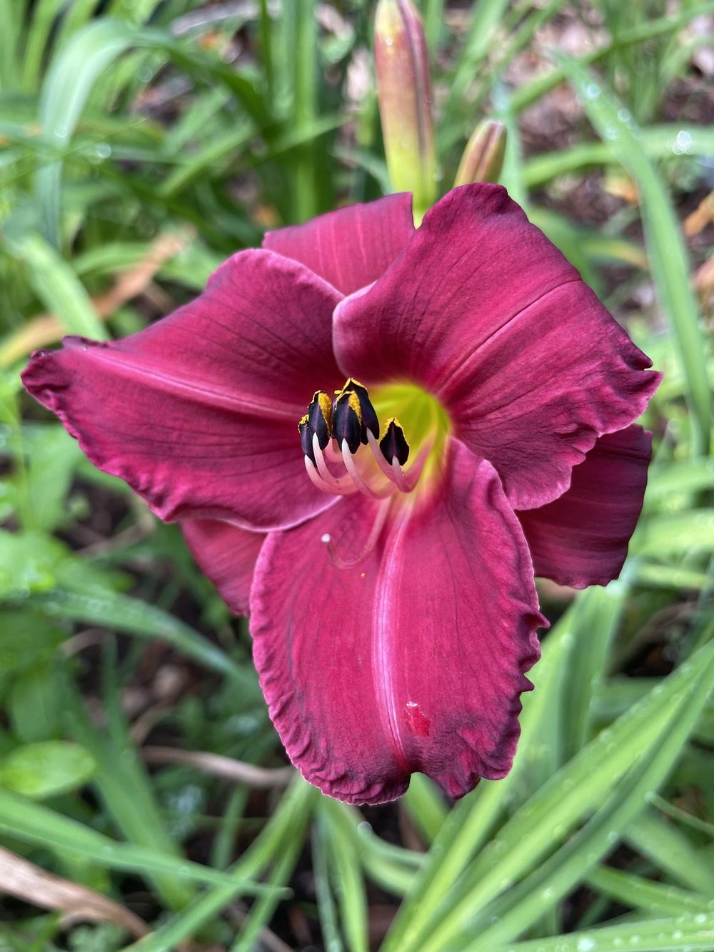 Photo of the bloom of Daylily (Hemerocallis 'Cranberry Cove') posted by Zoia - Garden.org