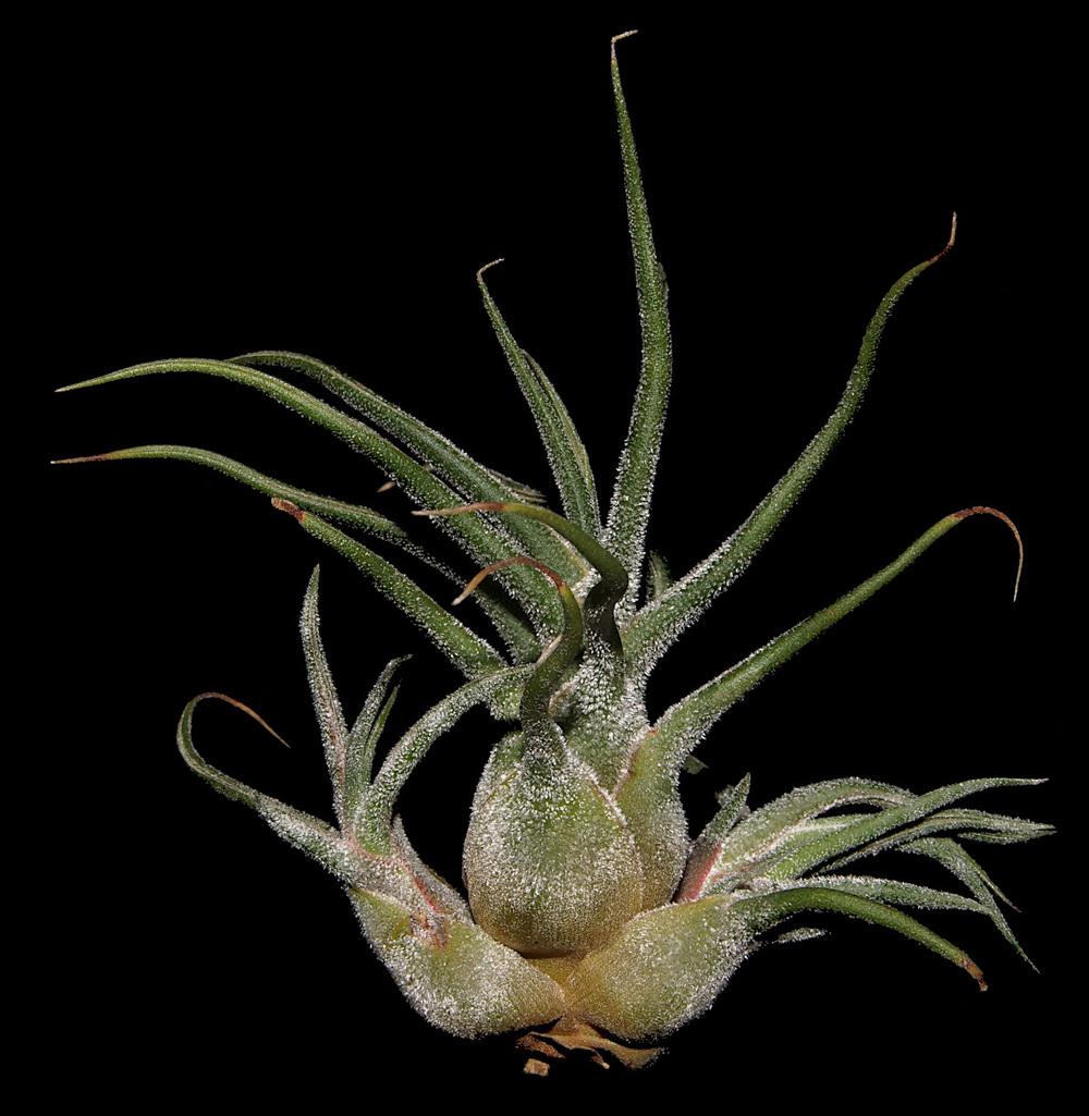 Photo of the entire plant of Fuzzy Wuzzy Air Plant (Tillandsia pruinosa ...