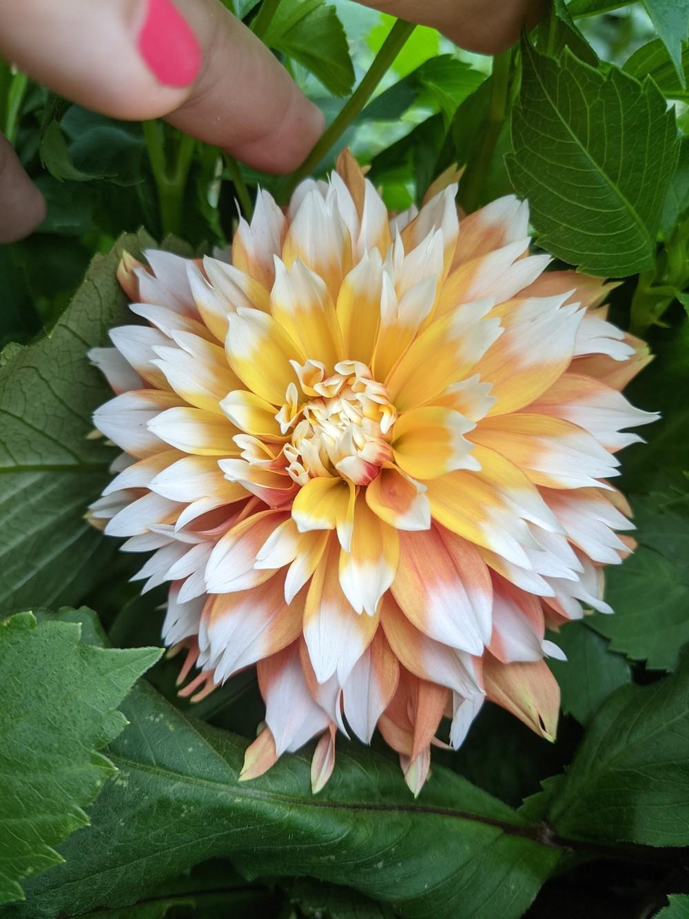 Dahlia 'Bloomquist Candy Corn' in the Dahlias Database - Garden.org