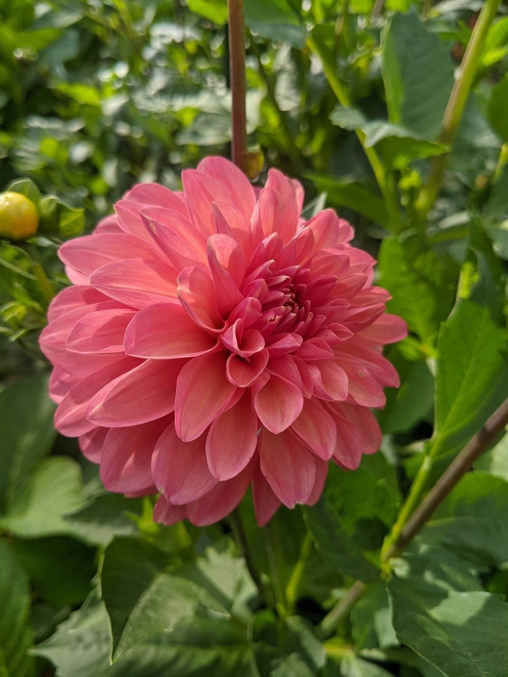 Dahlia 'Bloomquist Philly' in the Dahlias Database - Garden.org