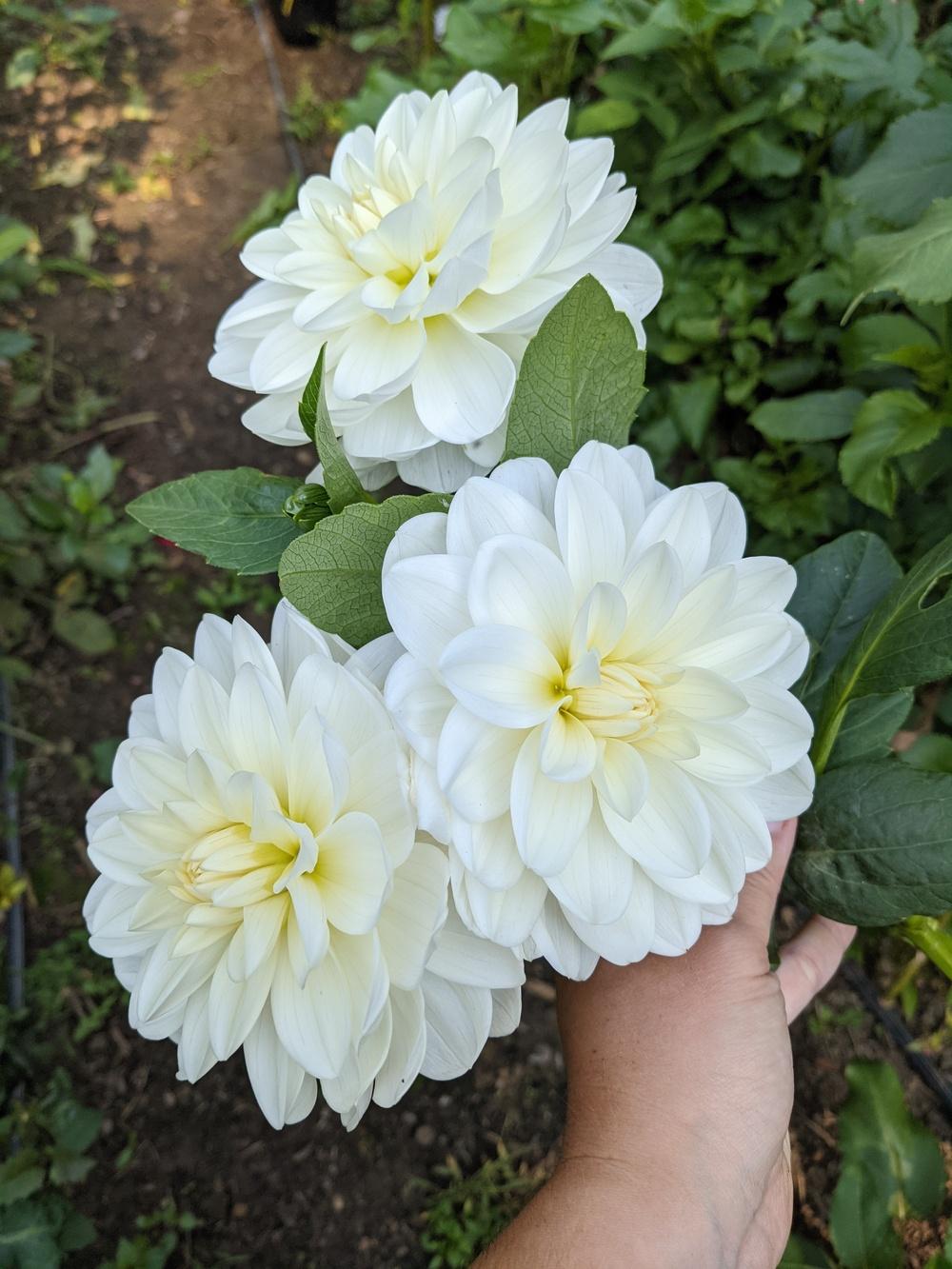 Dahlia 'Bridezilla' in the Dahlias Database - Garden.org
