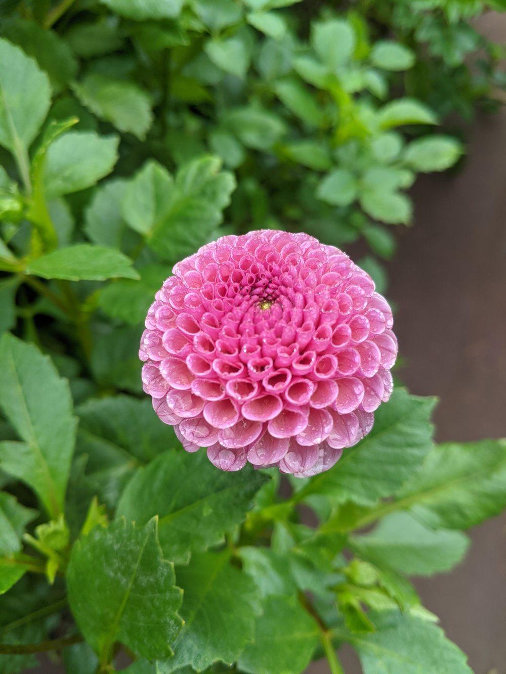 Photo of the bloom of Dahlia 'Koko Puff' posted by petespetals - Garden.org