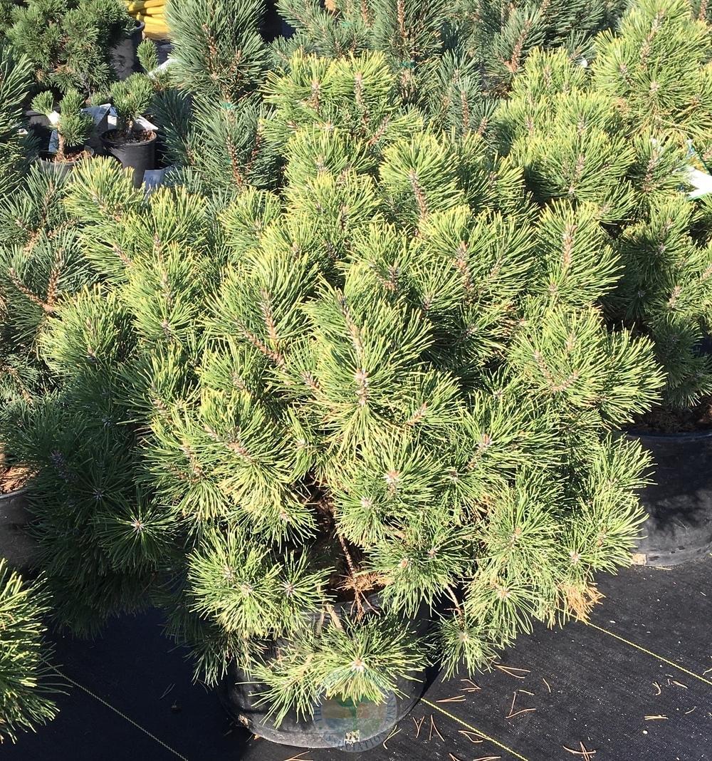 Mugo Pine (Pinus mugo 'Wintersonne') - Garden.org