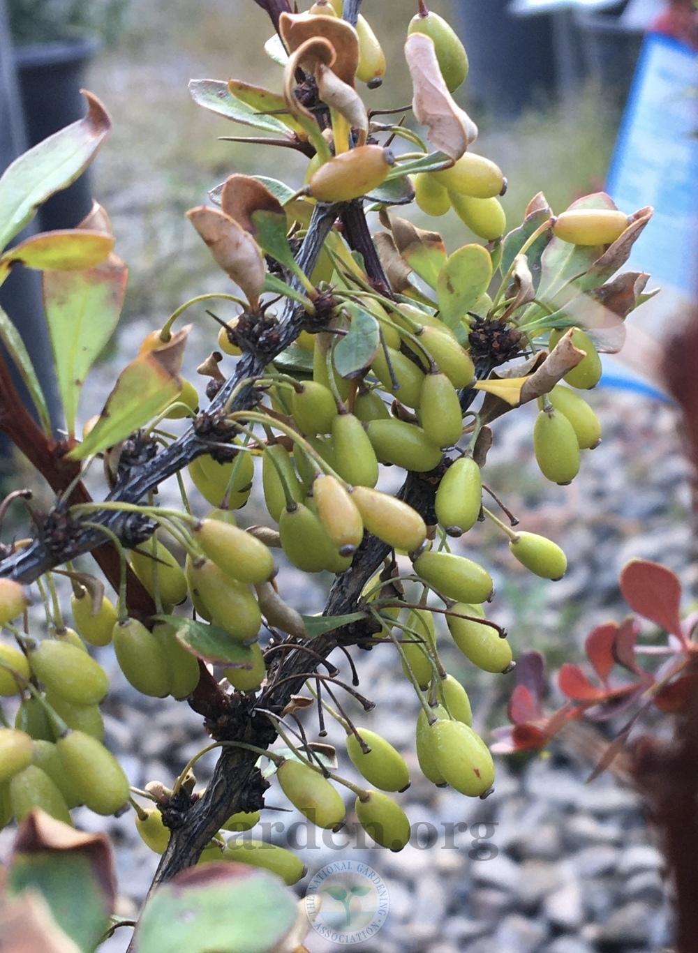 Japanese Barberry (Berberis thunbergii 'Kobold') in the Barberries ...