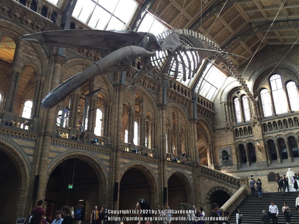 2021 Peony Orders in the Peonies forum - Garden.org