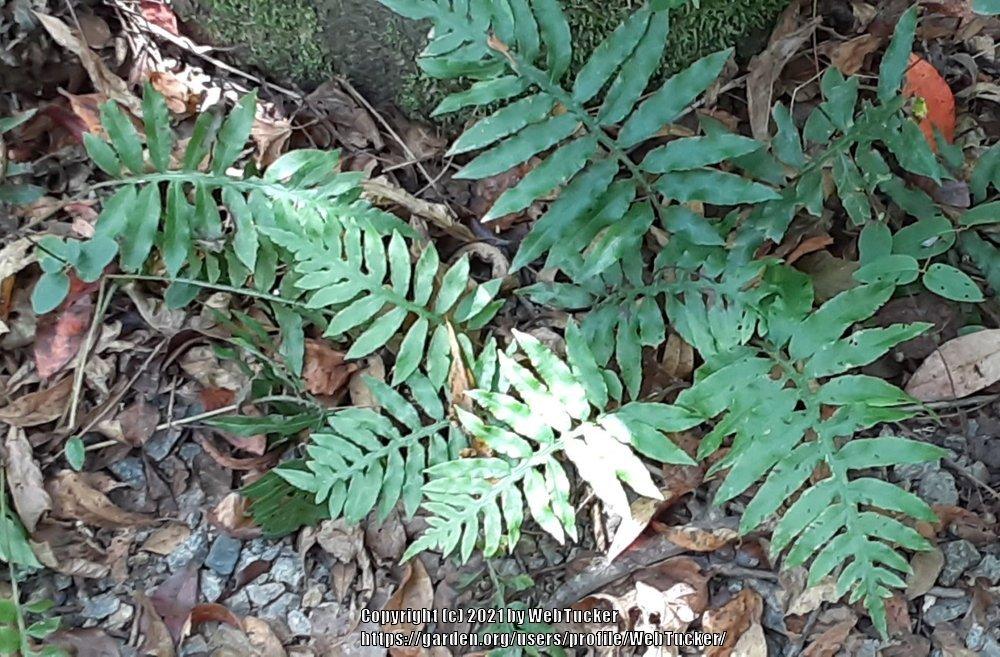 Photo of the entire plant of Netted Chain Fern (Woodwardia areolata ...