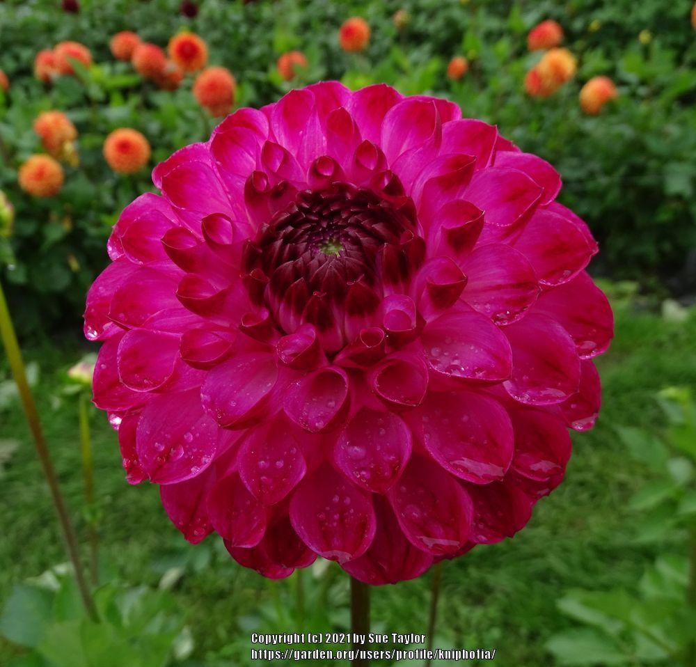 Photo of the bloom of Dahlia 'JS Dorothy Rose' posted by kniphofia ...