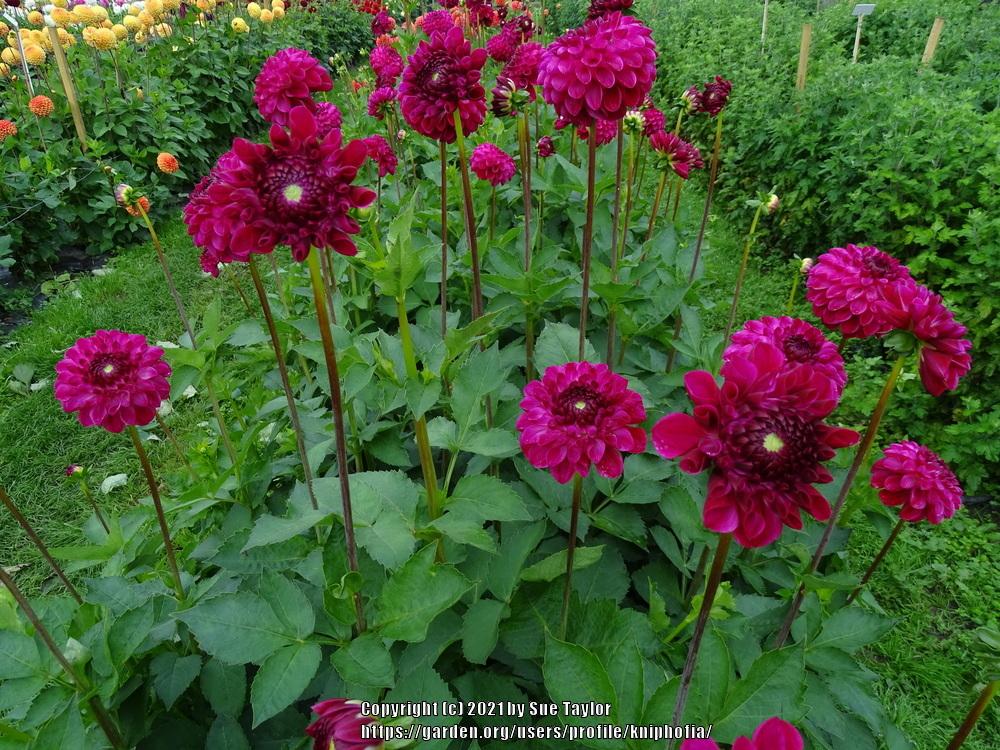 Photo of the entire plant of Dahlia 'JS Dorothy Rose' posted by ...