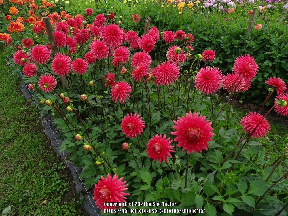 Photo of the entire plant of Dahlia 'Josudi Hercules' posted by ...