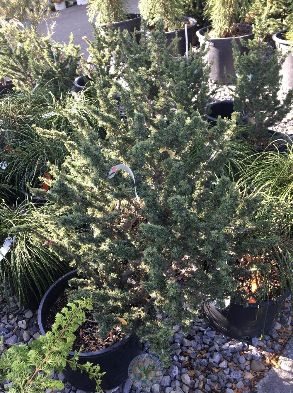 Cyprus Cedar (Cedrus libani var. brevifolia 'Kenwith') - Garden.org