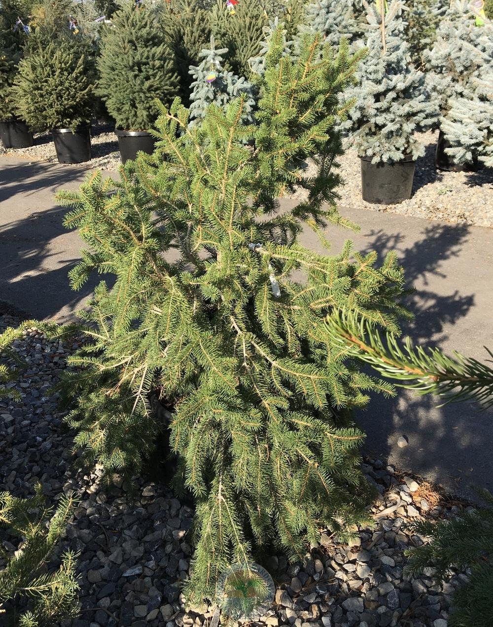 Spruce (Picea abies 'Formanek') in the Spruces Database - Garden.org